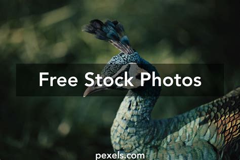 Peacock Close Up Photos Download The Best Free Peacock Close Up Stock