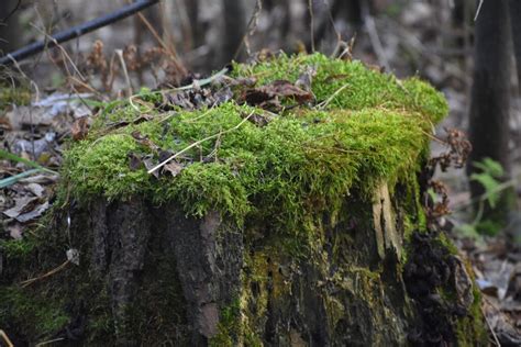 How To Kill Tree Stump For Good Effective Methods