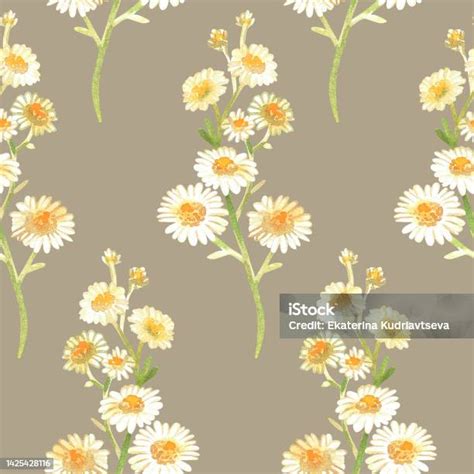 카모마일 이음새가 없는 패턴 수채화 빈티지 일러스트레이션 베이지 색 배경에 고립되어 있습니다 0명에 대한 스톡 벡터 아트 및 기타 이미지 Istock
