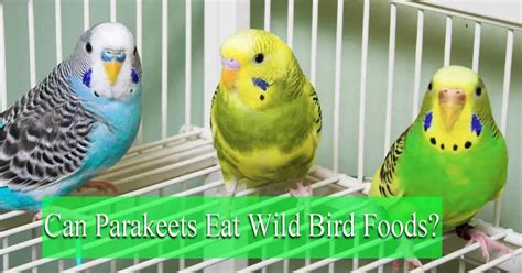 Can Parakeets Eat Wild Bird Food Birdsdepot