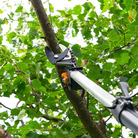 Understanding The Art Of Pruning Vs Trimming Expert Insights L Well
