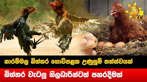 නාරම්මල බිත්තර ගොවිපළක උණුසුම් තත්ත්වයක් බිත්තර වැටලූ නිලධාරින්ටත් පහරදීමක් Hiru News Youtube