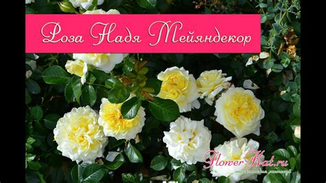 Роза Надя Мейяндекор / Nadia Meillandecor - YouTube
