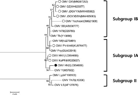 Figure 3 From Cucumber Mosaic Virus 의 특성 Characterization Of Cucumber Mosaic Virus Isolated From