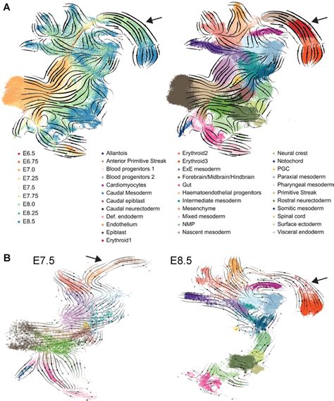 Inferring Differentiation Trajectories At Organismal Scale A Download Scientific Diagram