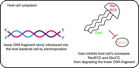 Lambda Red Mediated Recombineering Goldbio