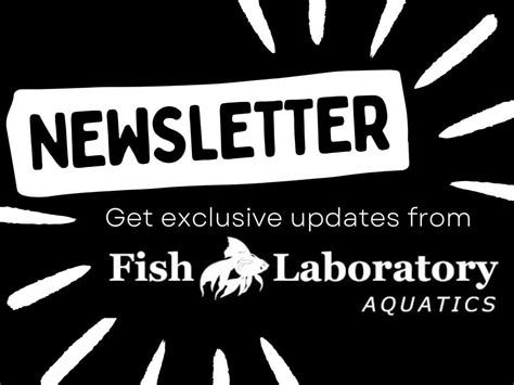 Otocinclus Catfish Ultimate Care Guide Fish Laboratory