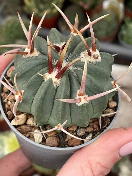 Stenocactus Coptogonus Kaktusy Stenocactus Kaktusy Sukulenty I
