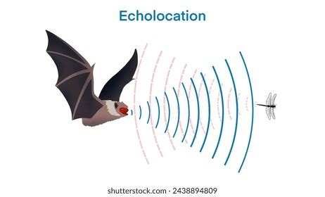 Echolocation Bat Bat Hunt Their Prey ilustrações stock 2438894809
