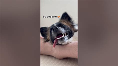 점심산책 다녀온 강아지 Youtube