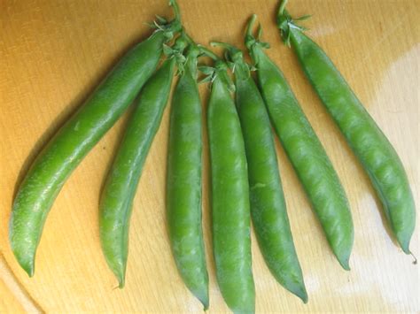 Green Arrow Organic Shell Pea Fedco Seeds