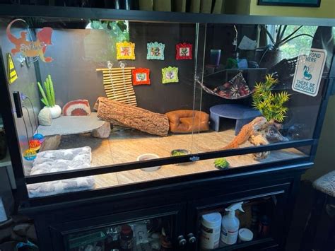 Bearded Dragon Tank Ideas