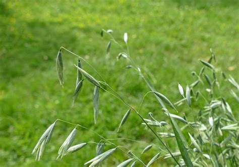 Hafer als Heilpflanze | Wirkung, Anwendung & Rezepte
