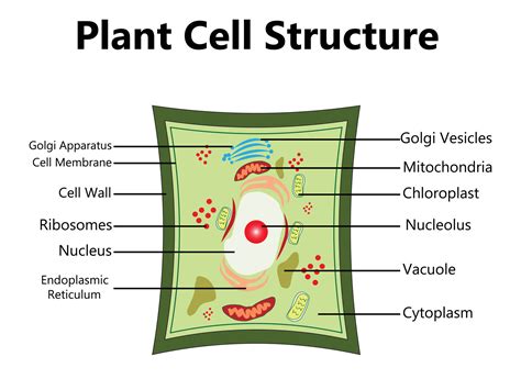 Plant Diagram