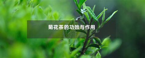 菊花茶的功效与作用 凤凰单丛茶网