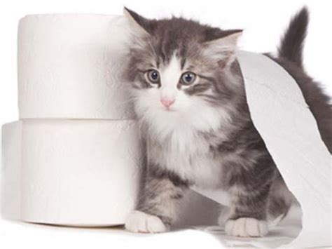 Warum pinkelt deine Katze in Wohnung Ursachen Lösungen