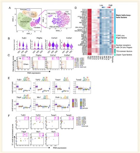 Cis And Trans Regulatory Elements Of Cardiac Fibroblast A