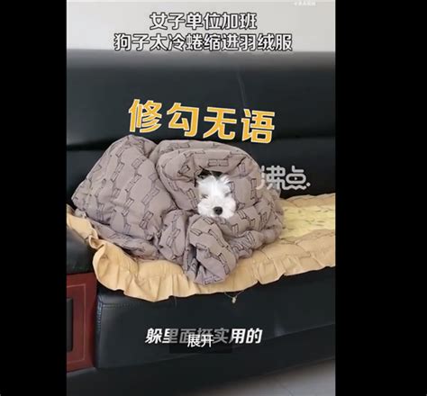 女子因单位冷把羽绒服让给狗穿 它感冒花万八千：还有女生兼职遛狗月赚千元 快科技 科技改变未来