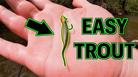 Stocked Trout Fishing Too Easy Pa Trout Fishing 2024 Youtube