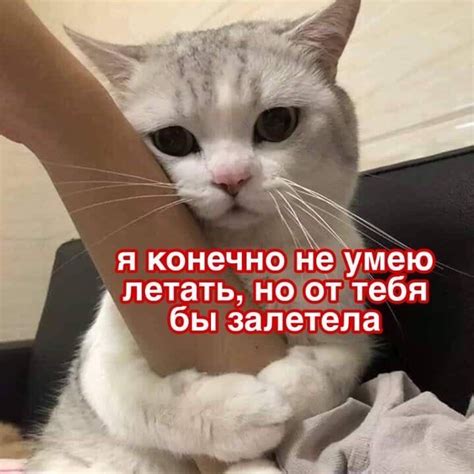 Коты подкаты Смешные детские записки Смешные комплименты Веселые мемы