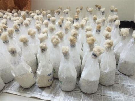Button Mushroom Spawn Wholesalers And Distributors In India