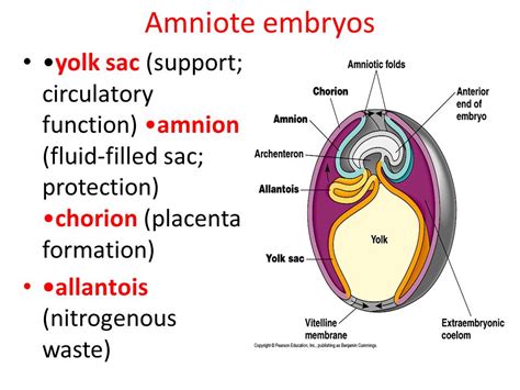 Animal Reproduction And Development Ppt Video Online Download
