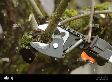 Gardener Pruning Old Tree With Pruning Shears Stock Photo Alamy