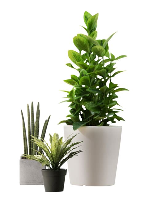植物素材