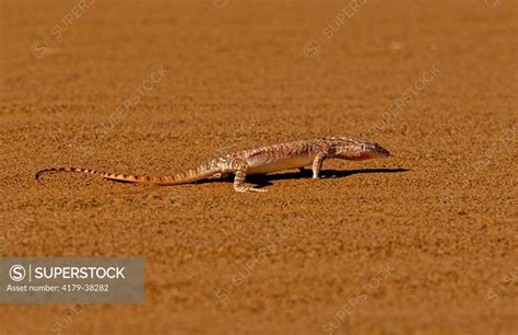 Desert Monitor Lizard Varanus Griseus Caspius Rub Al Khali Desert