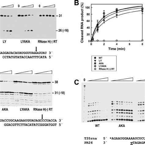 Dissociation Equilibrium Constants For Wt And Mutant Hiv 1 Rts And
