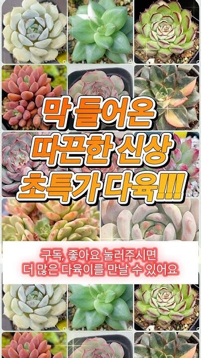 초특가다육 특가세일 특가상품 다육식물 다육이 다육 천원다육 다육이들 엑스플랜트 초보다육이 초보식집사 반려식물 예쁜다육 1000원다육 희귀다육