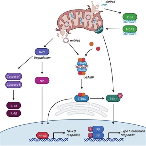 Momp Induced Inflammation Momp Activates Several Pro Inflammatory