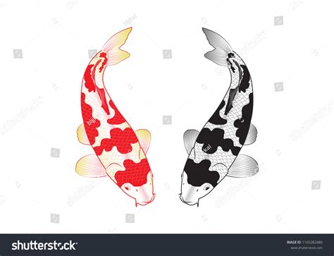 Coy Fish Over Royalty Free Licensable Stock Vectors Vector Art Shutterstock