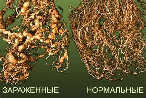 Рожь как сидерат: применение весной и осенью, польза для растений