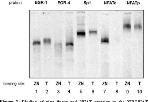 Figure 1 From Early Growth Response Proteins Egr And Nuclear Factors Of Activated T Cells