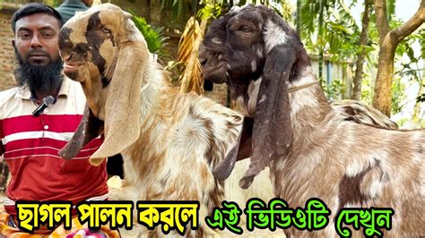 ভালো ছাগল পালতে চাইলে এই ভিডিওটি দেখুন। উজ্জ্বল ভাইয়ের ছাগলের বাণিজ্যিক খামার Goatfarming