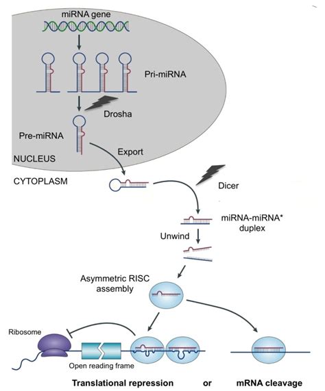 Targeted Lentiviral Vectors Current Applications And Future Potential