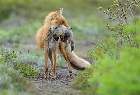 Уже лето Shpilenok — Livejournal