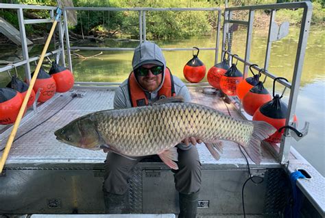 Two Grass Carp Caught In Great Lakes Ofah Zone J