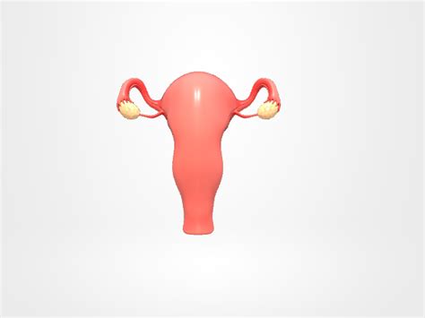 여성의 생식기관