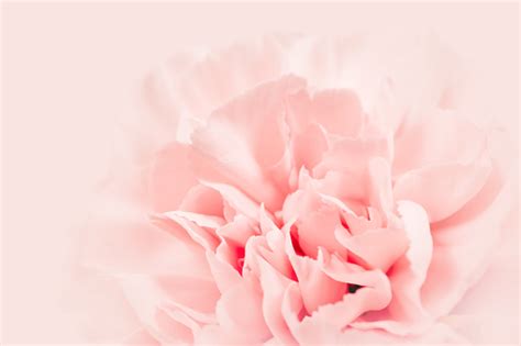 ピンクの背景に美しいピンクの大きな牡丹の芽やカーネーションの花クローズ アップ芸術 お祝いのストックフォトや画像を多数ご用意 お祝い