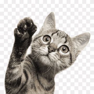 Kucing Png Pngwing