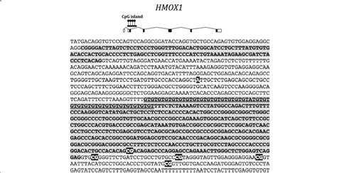 Top Hmox1 Exon Intron Structure And Position Of The Cpg Island