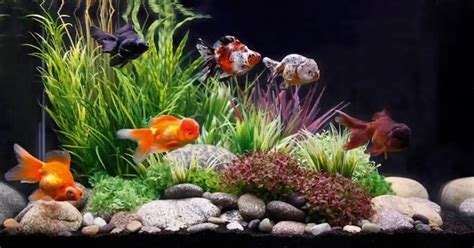 Goldfish Tank Setup Simple Guide For Beginners Fishlab 58 Off