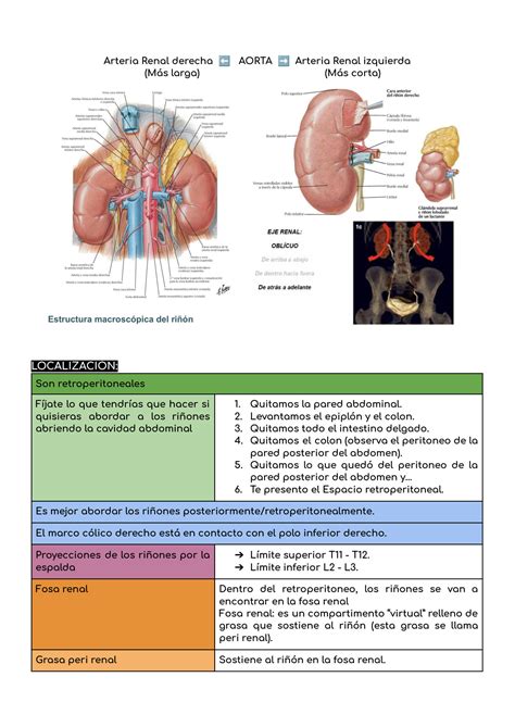 SOLUTION Anatomía de sistema urinario Studypool