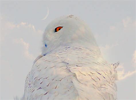 Snowy Moon Photograph By Michael Oppelt Fine Art America