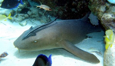 Nurse Shark Ocean Treasures Memorial Library