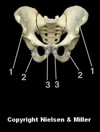 Anatomy Lab Quiz Flashcards Quizlet