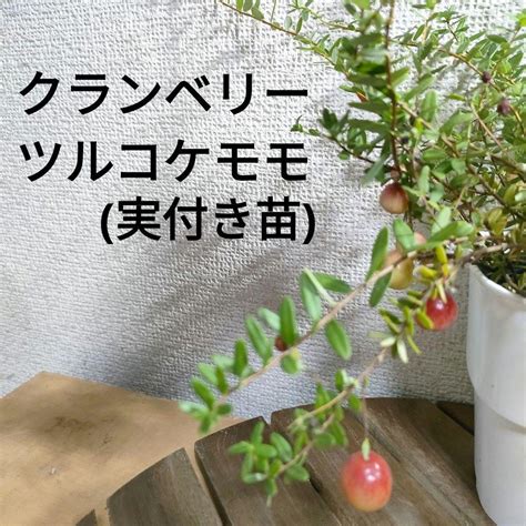 【送料無料】クランベリー ツルコケモモ 実付き 苗木b 果樹 ガーデニングに メルカリ