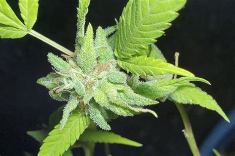 The Peanut Butter Breath Strain Is A Nut Rageous Weed Delight Greenstate
